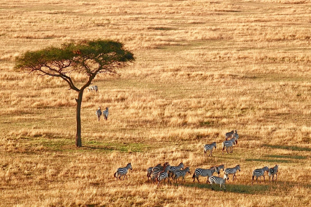 Lac Natron, paradis rouge des flamants roses | Tanzania Specialist