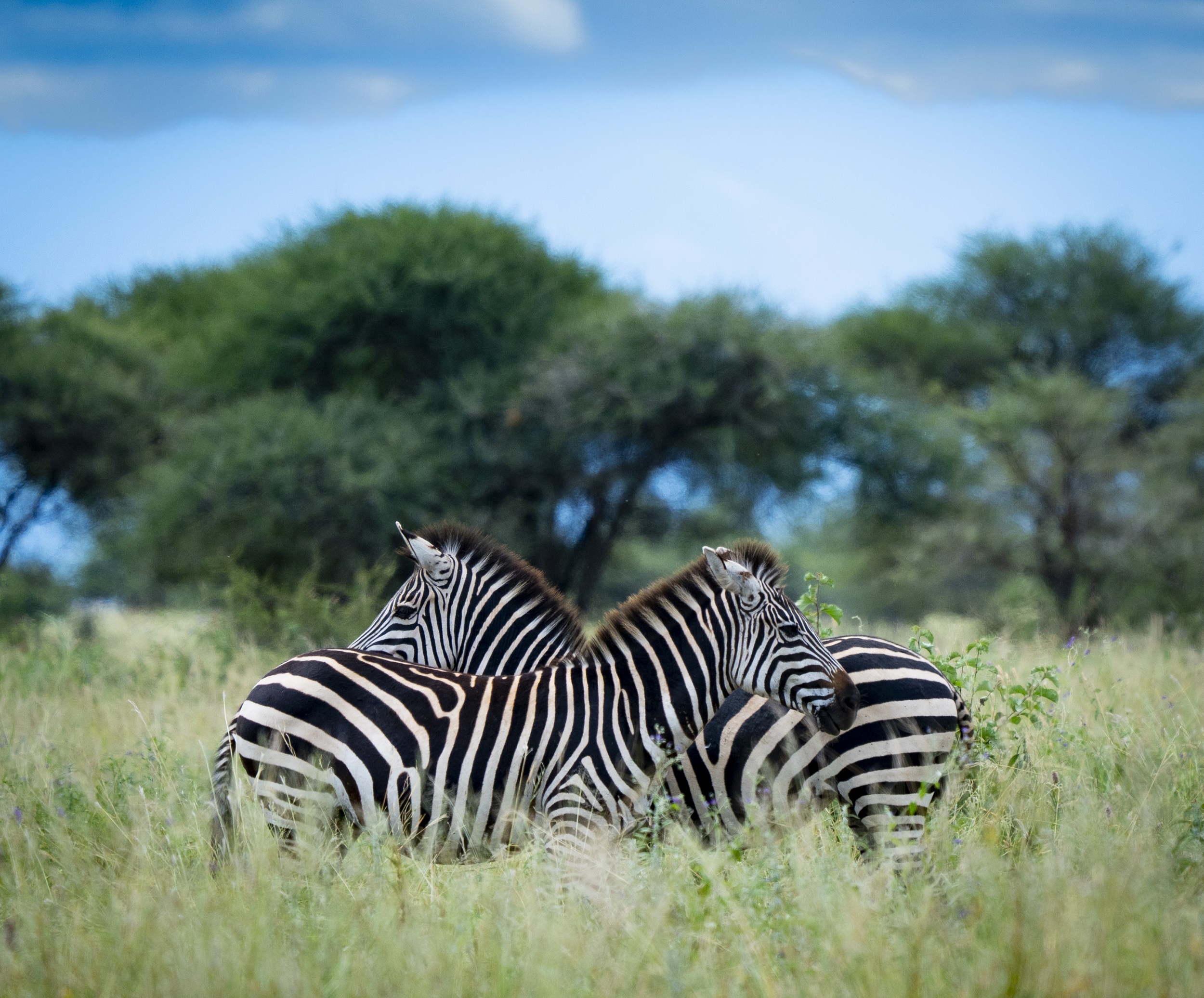Parc national de Tarangire | Voyagez avec Tanzania Specialist