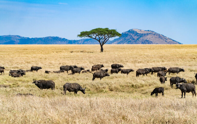 Lac Natron, paradis rouge des flamants roses | Tanzania Specialist