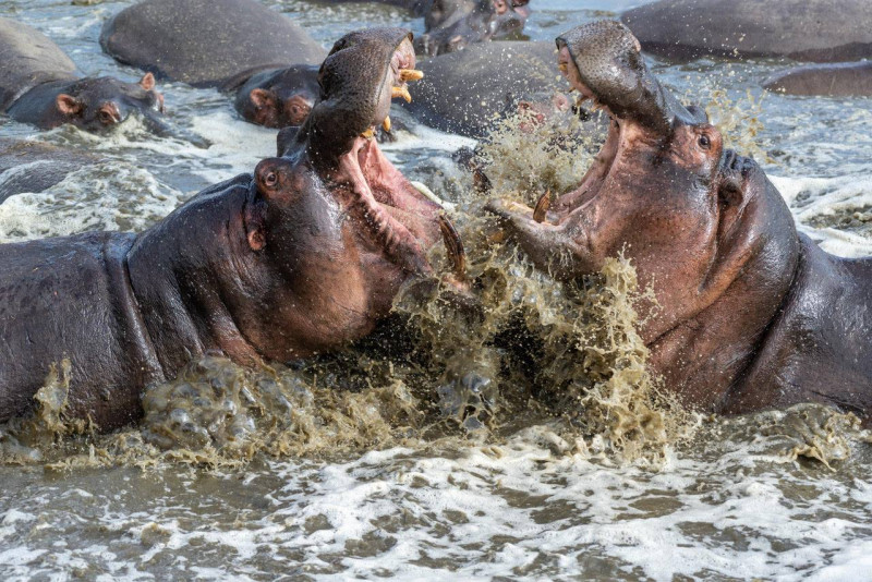 Parc national du lac Manyara | Tanzania Specialist