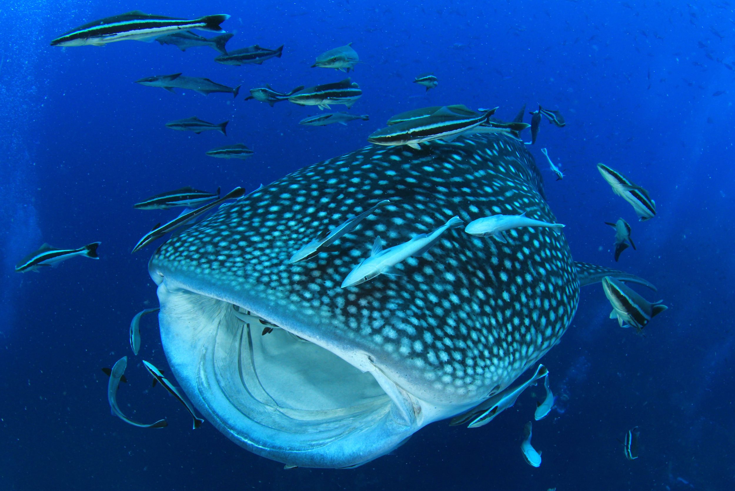 Visite de Chole Island | Tanzania Specialist