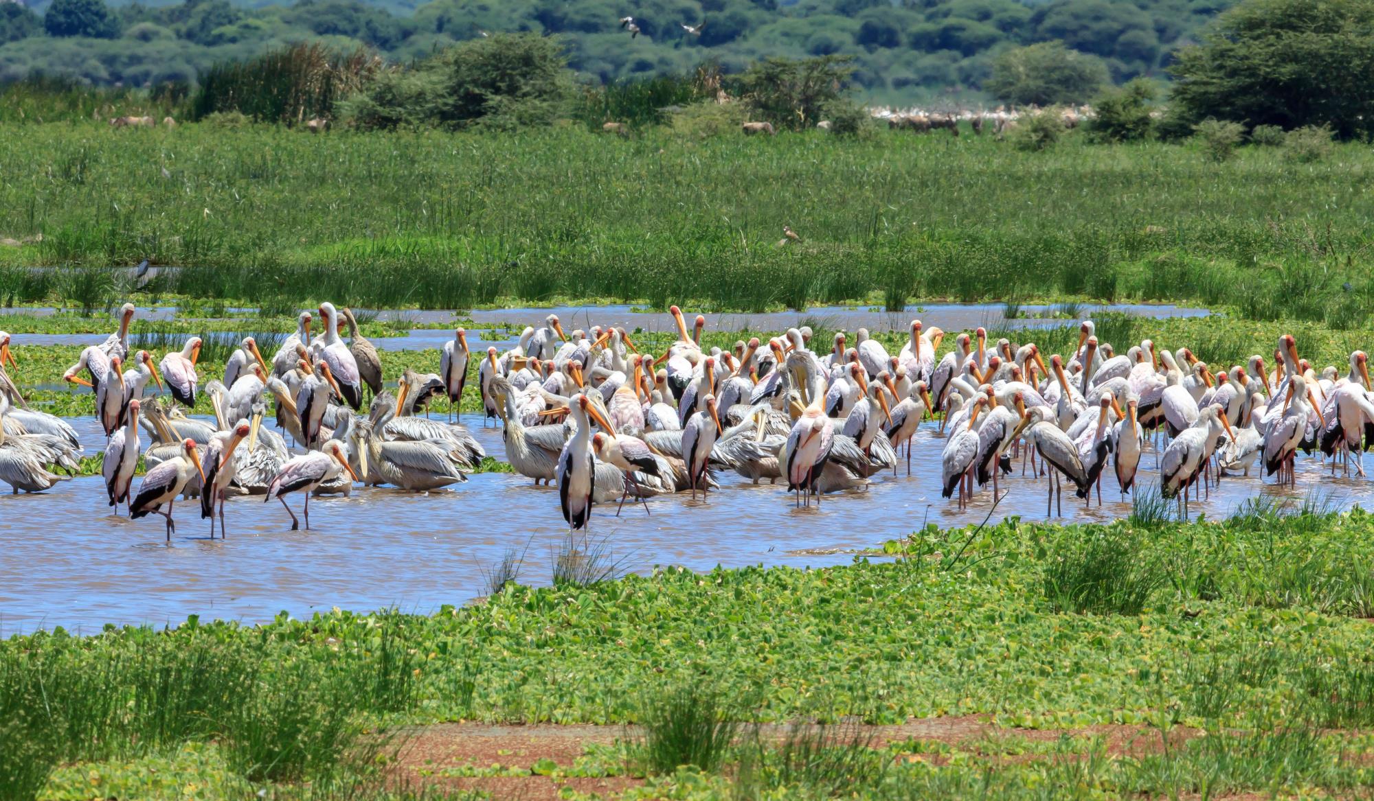 Safari à pied dans le parc national du lac Manyara | Tanzania Specialist